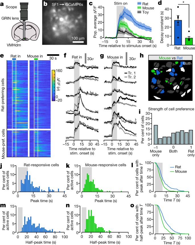 Anderson使用Inscopix研究下丘脑的Nature文章-滔博生物