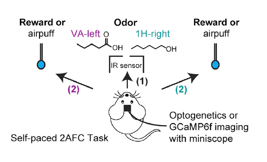 不同神经元类型和编码认知行为的关系-滔博生物