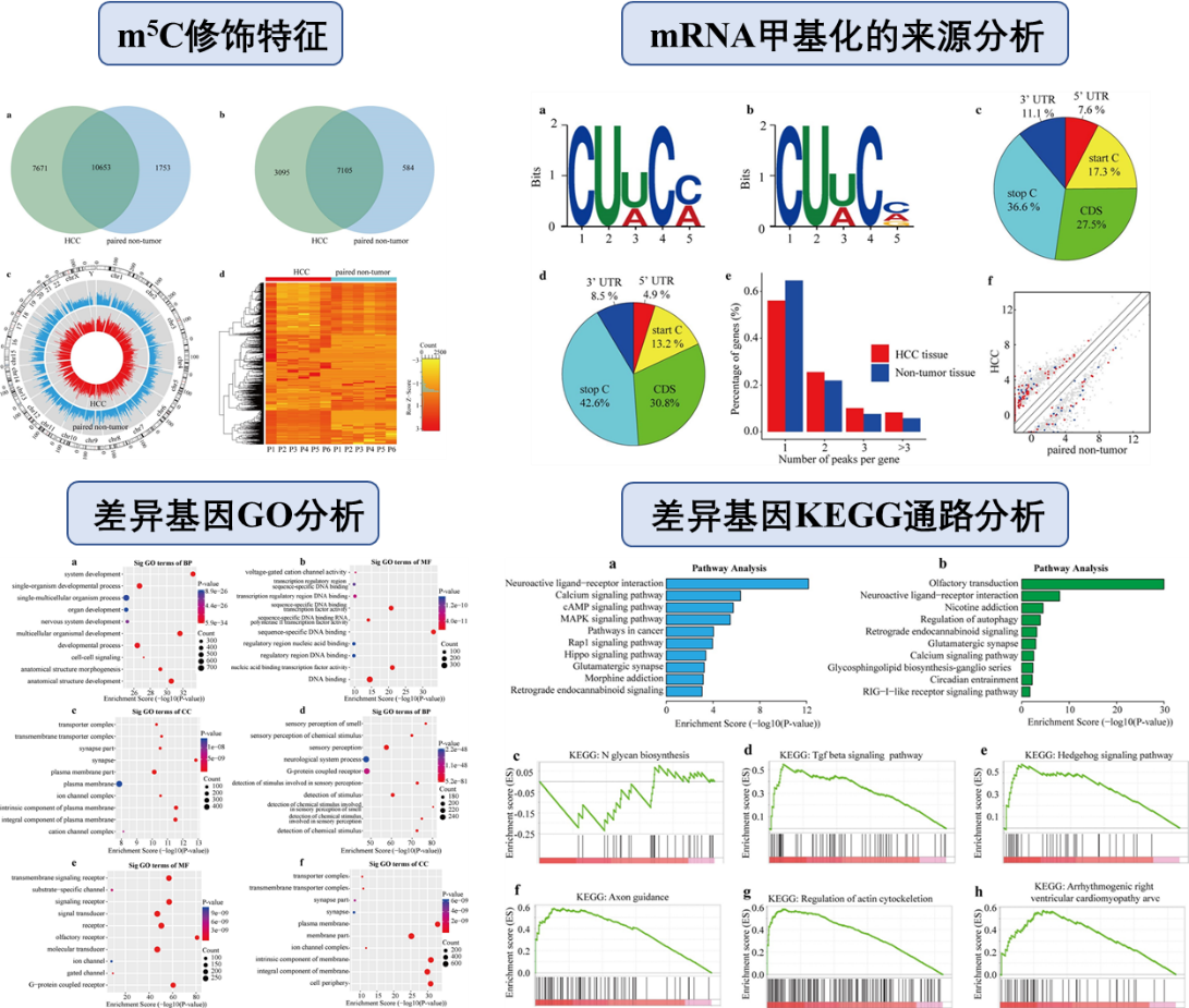 云序4篇项目文章|m5C RNA修饰表达谱文章教您如何另辟蹊径快速发文