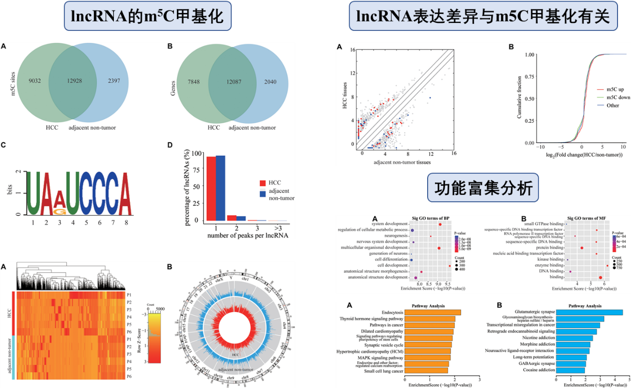 云序4篇项目文章|m5C RNA修饰表达谱文章教您如何另辟蹊径快速发文 - 技术前沿 - 资讯 - 生物在线