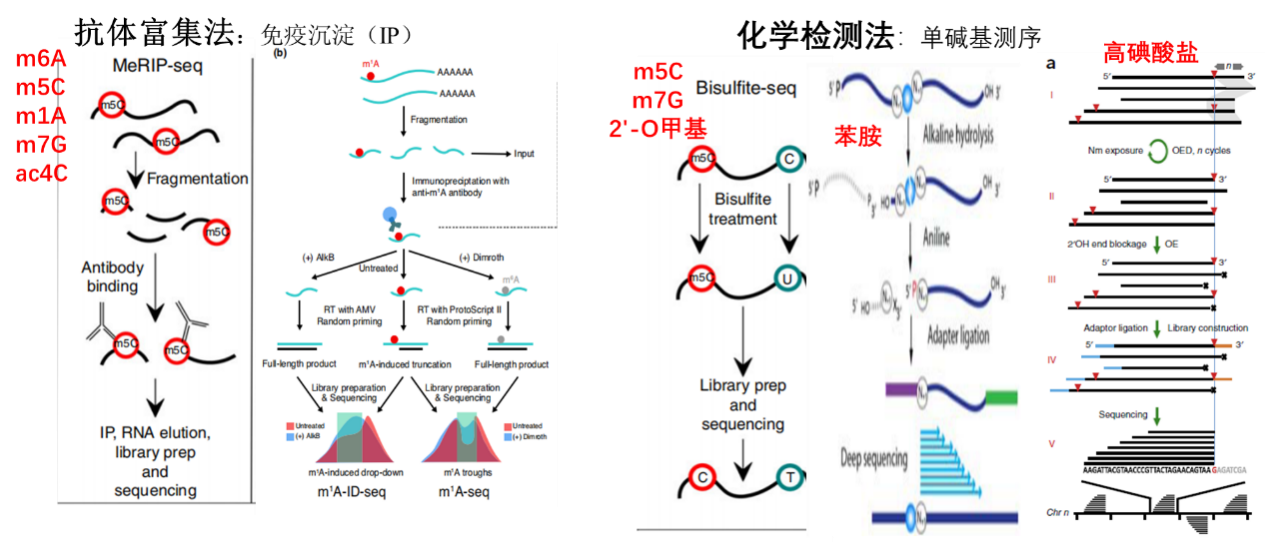 云序4篇项目文章|m5C RNA修饰表达谱文章教您如何另辟蹊径快速发文 - 技术前沿 - 资讯 - 生物在线