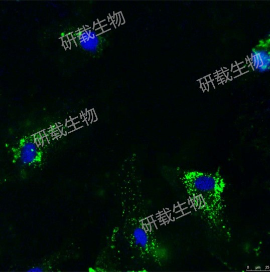 外泌体染色：PKH67/PKH26/Dil/Dir-研载生物科技（上海）有限公司