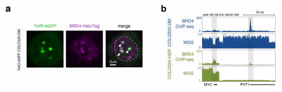 斯坦福大学前沿研究----**细胞中ecDNA新机制-上海云序