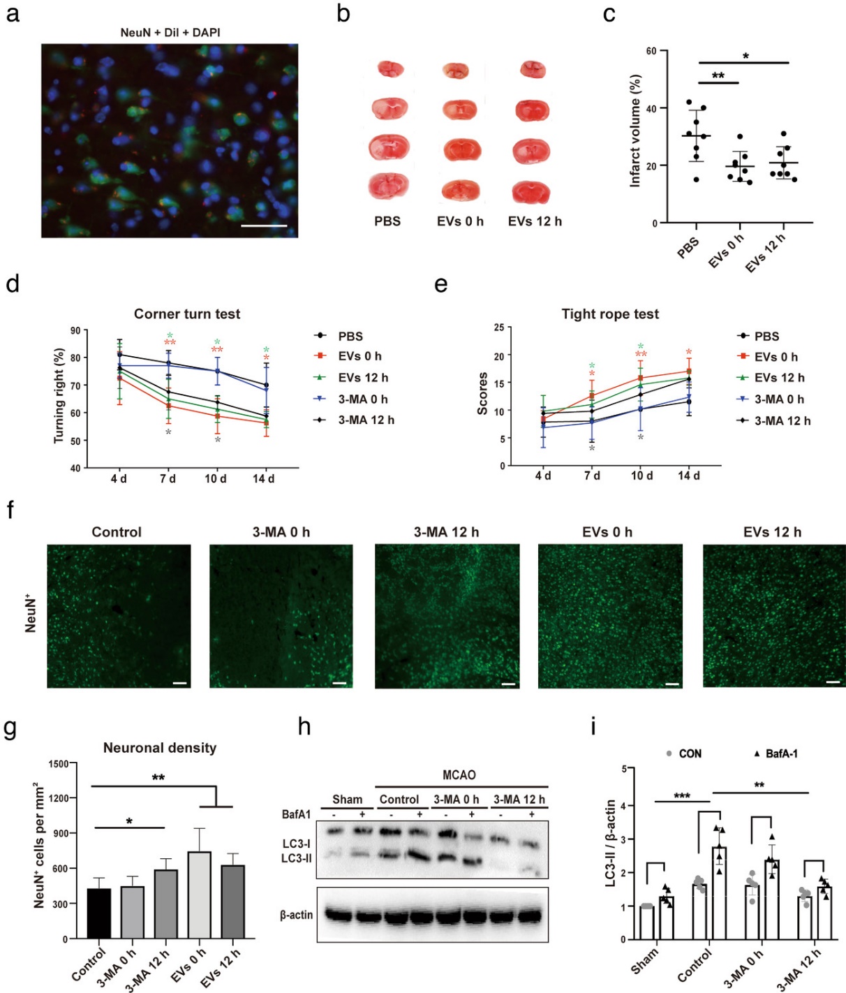 脂肪间充质干细胞通过细胞外囊泡转移miR25减少中风小鼠的自噬-研载生物科技（上海）有限公司