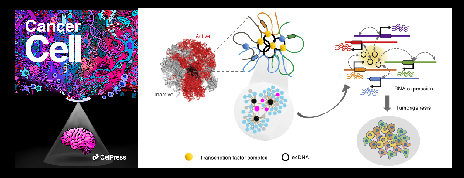 Cancer Cell研究新进展：eccDNA调控*基因转录--云序生物