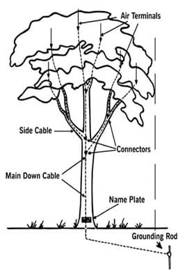 Lightning damage- tree lighting protection system-Sunlight