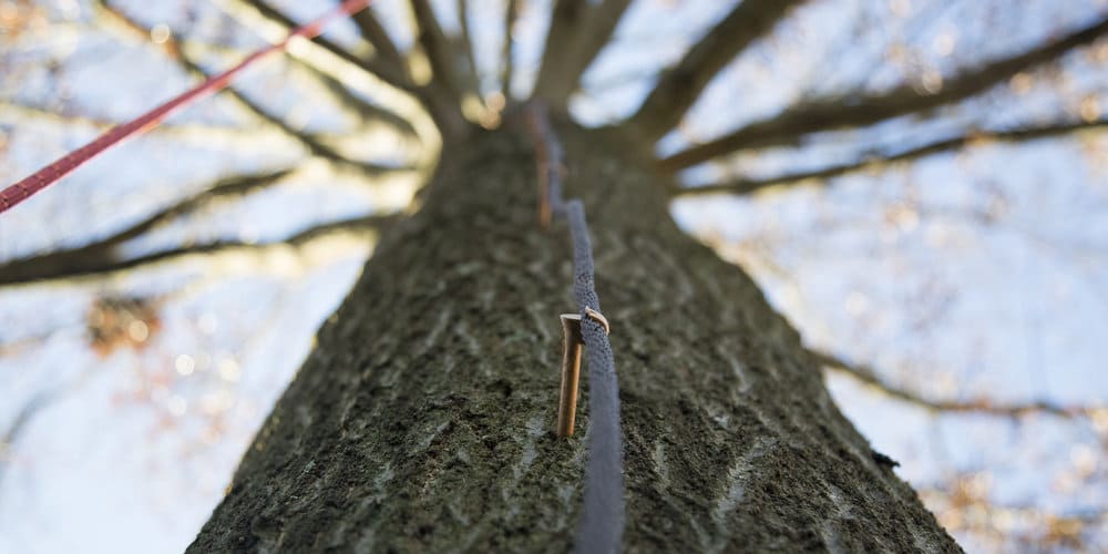 Lightning damage- tree lighting protection system-Sunlight