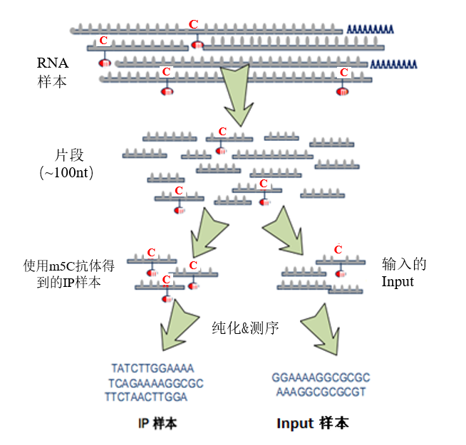 M5c Merip Seq 上海云序生物科技有限公司