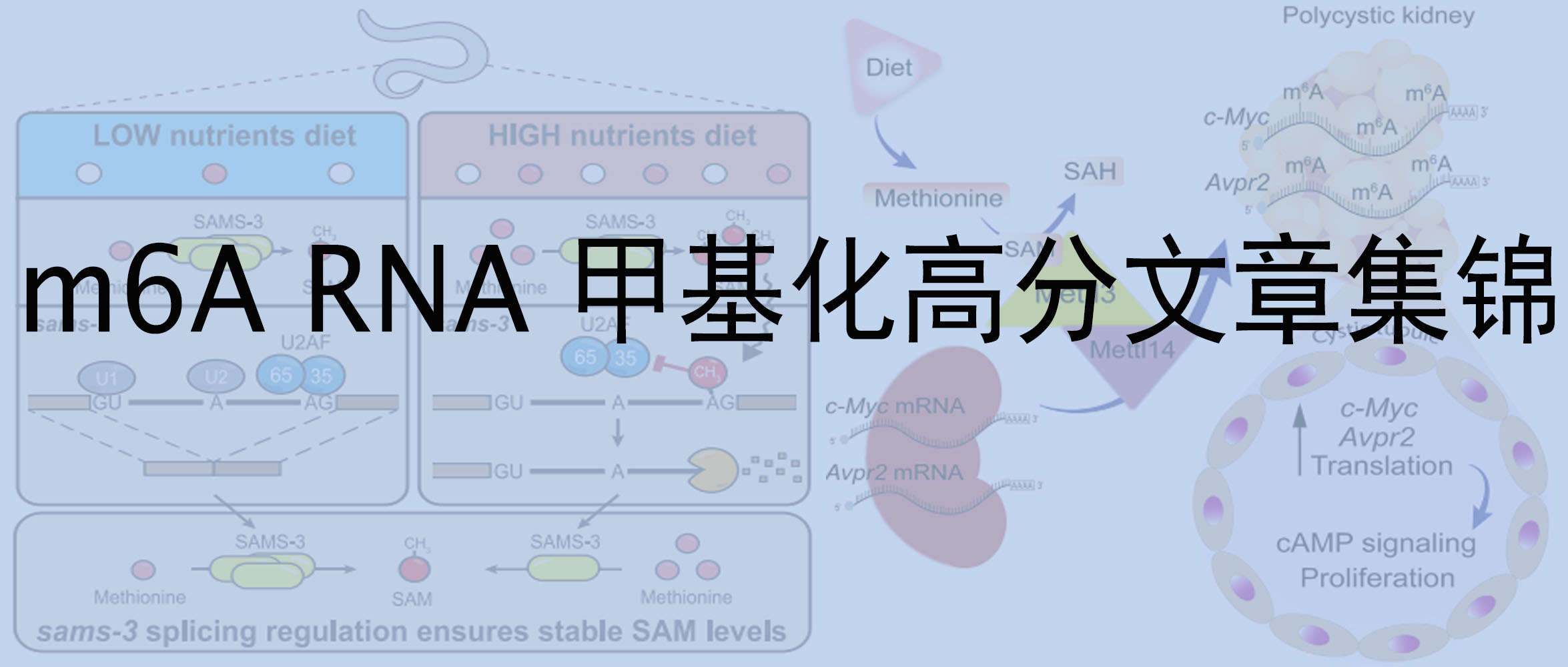 3-5月 m6A RNA甲基化影响因子10+文章集锦--云序生物