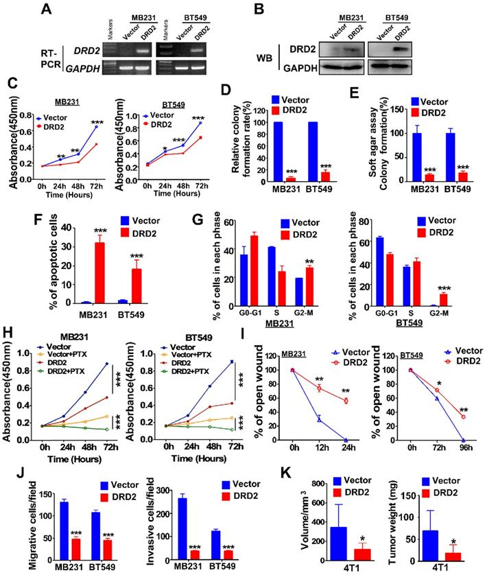 DRD2促进M1巨噬细胞，抑制NFkB信号传导，诱发乳腺癌细胞焦亡-研载生物科技（上海）有限公司