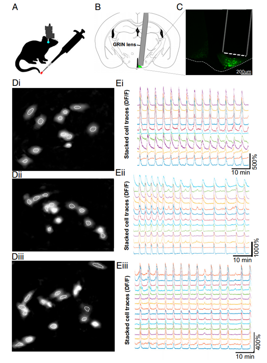 PNAS文章-KNDy细胞在控制生育能力-滔博生物
