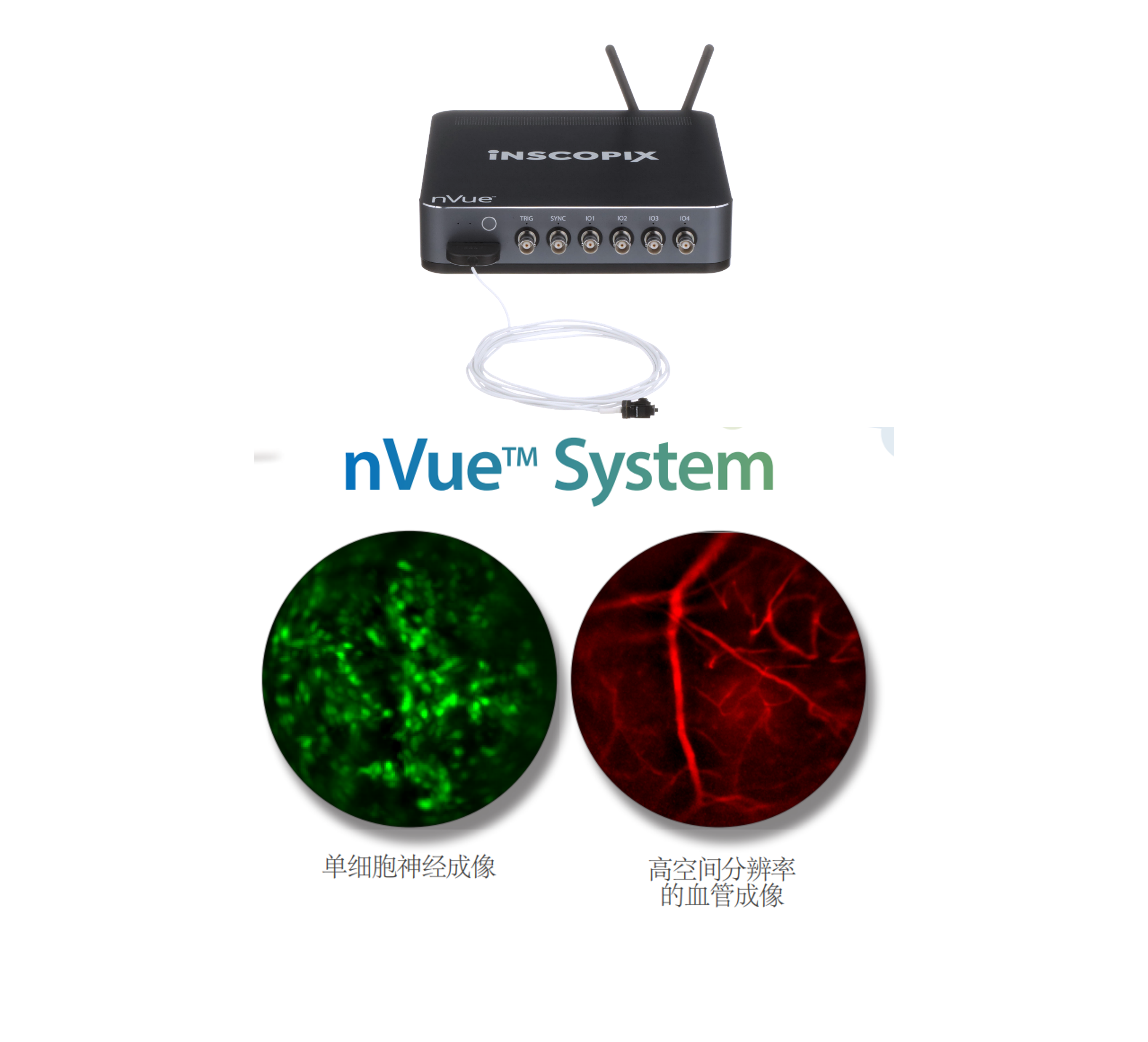 Inscopix独家代理_钙成像_nVista_双光子_因斯蔻浦(上海)生物科技有限公司