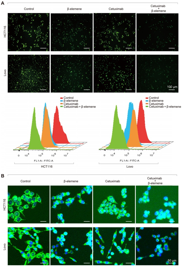 Theranostics:β-揽香烯和西妥昔单抗联合治疗通过诱导铁死亡和抑制EMT增强KRAS突变型结肠癌细胞敏感性-研载生物科技（上海）有限公司
