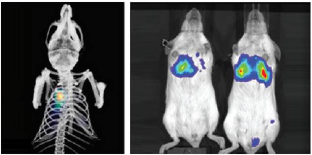 Small animal CT imaging system