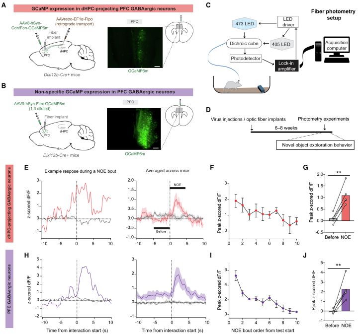 Inscopix nVoke系统发现了前额叶长程抑制对海马产生自上而下的控制-滔博生物