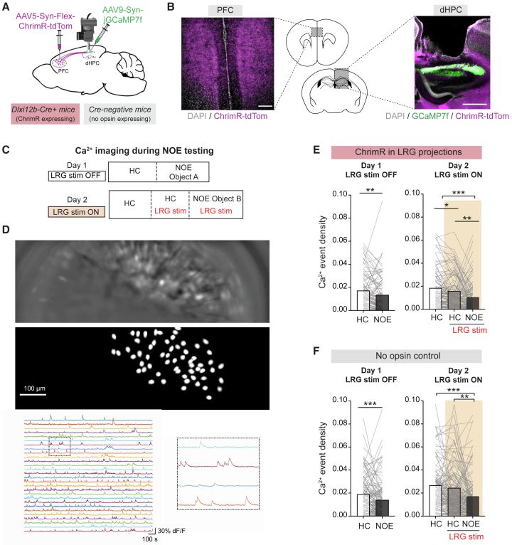 Inscopix nVoke系统发现了前额叶长程抑制对海马产生自上而下的控制-滔博生物