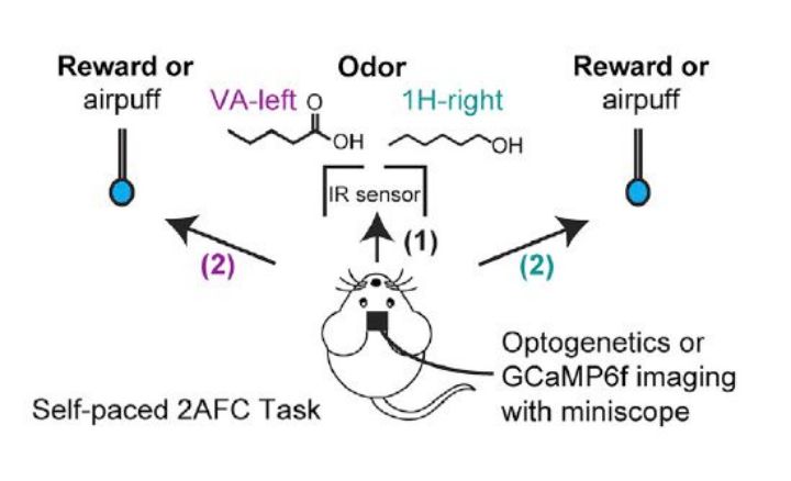 Inscopix钙成像揭示不同神经元类型和编码认知行为的关系-滔博生物