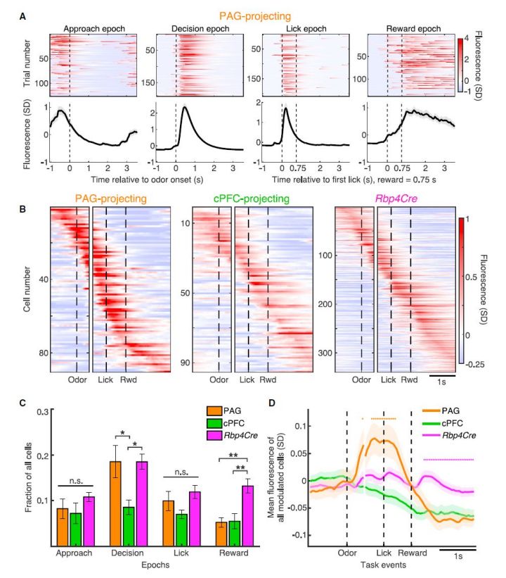 Inscopix钙成像揭示不同神经元类型和编码认知行为的关系-滔博生物