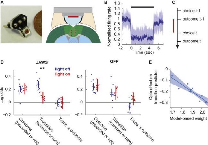 Inscopix揭示前扣带皮层预测行为结果状态-滔博生物