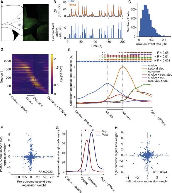 Inscopix揭示前扣带皮层预测行为结果状态-滔博生物