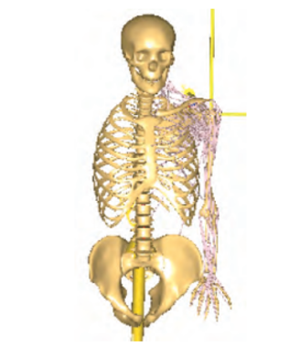 AnyBody 生物力学 https://www.hfechina.com/