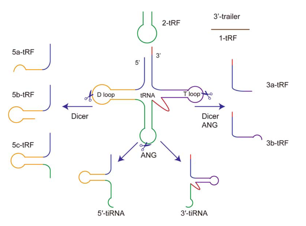 云序新品| 分子标志物利器 cfRNA 测序一站式服务-上海云序生物科技有限公司
