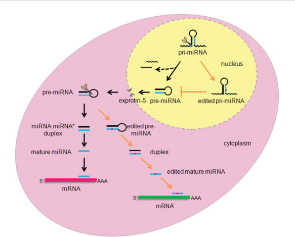 云序新品| 分子标志物利器 cfRNA 测序一站式服务-上海云序生物科技有限公司