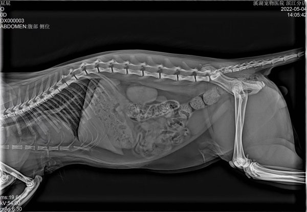 宠物数字X射线DR_深圳市宜华生物科技有限公司