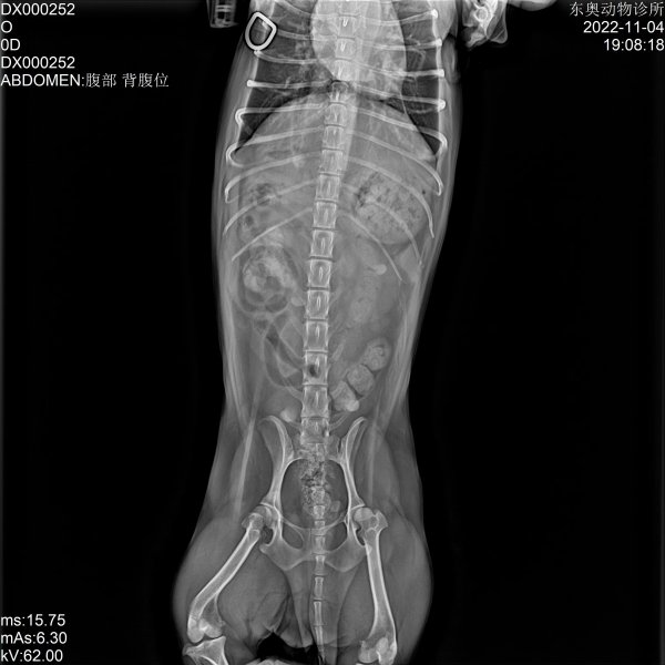 宠物数字X射线DR_深圳市宜华生物科技有限公司