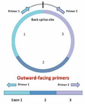 环状RNA研究--上海云序生物科技有限公司