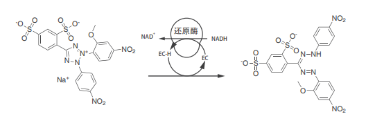 Cell Counting Kit-8（CCK8）-杭州昊鑫生物科技股份有限公司