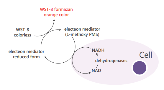Cell Counting Kit-8（CCK8）-杭州昊鑫生物科技股份有限公司