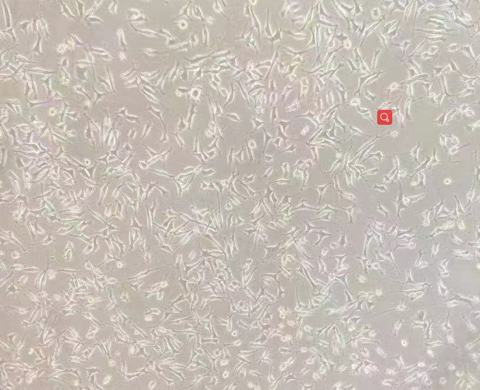 SH-SY5Y(人神经母细胞瘤细胞)培养建议-杭州昊鑫生物