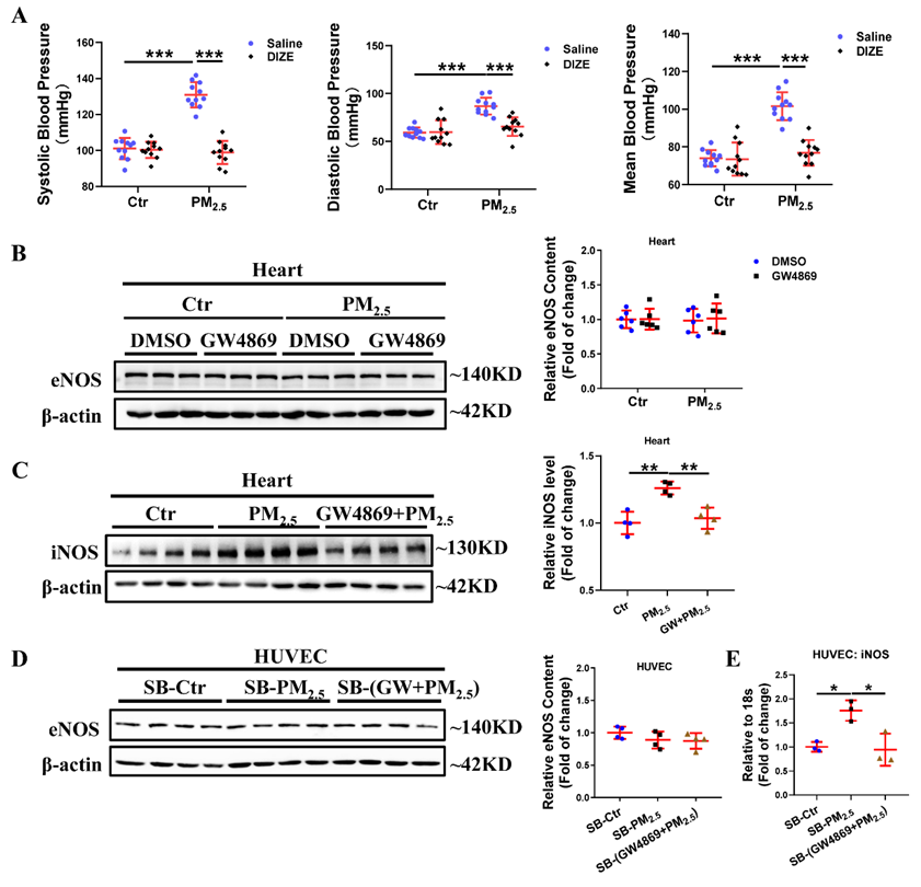 携带miR-421的细胞外囊泡通过ACE2抑制空气污染（PM2.5）诱导的心功能不全-研载生物科技（上海）有限公司