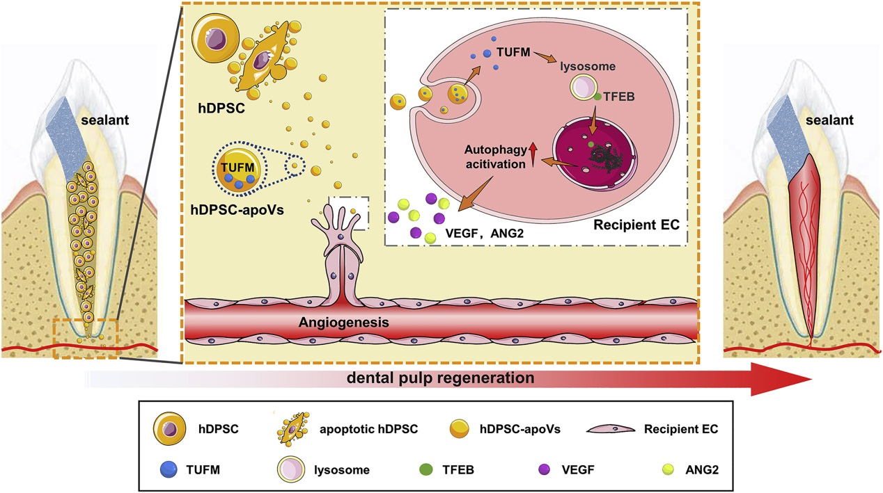 外泌体鉴定-外泌体提取-细胞摄取-细胞功能实验-研载生物科技（上海）有限公司