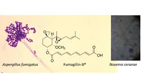 Understanding the Significance of Fumagillin in Nosema Disease Control ...