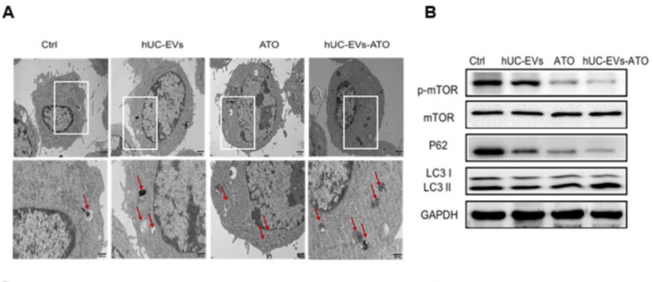 外泌体鉴定-外泌体提取-研载生物科技（上海）有限公司