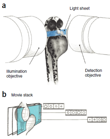 Flash4.0系列sCMOS相机高速成像性能在生物领域中的应用_东方闪光（北京）光电科技有限公司