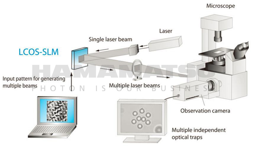 空间光调制器LCOS-SLM及科研相机在光镊研究中的应用_东方闪光（北京）光电科技有限公司