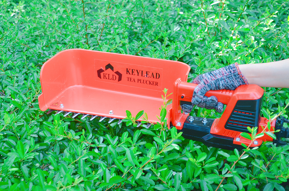 Tea Plucking Machine Revolutionizes Tea Industry-Wuxi Keylead Machinery ...