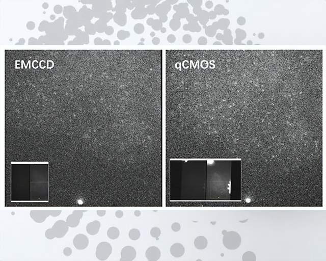 滨松qCMOS相机实测案例大公开！（来自国内科研用户）18_东方闪光（北京）光电科技有限公司