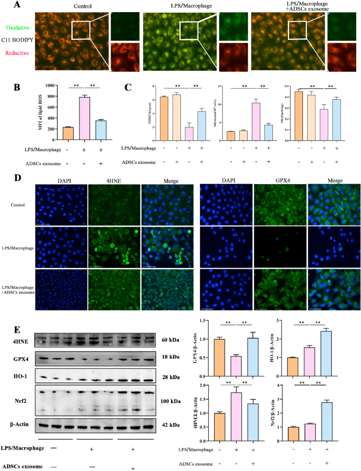 【Redox Biol】11+高分文章，干细胞外泌体如何做铁死亡研究？值得观看！ - 企业动态 - 丁香通