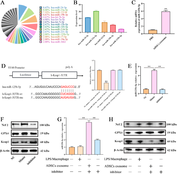 外泌体鉴定-铁死亡-病理检测-研载生物科技（上海）有限公司