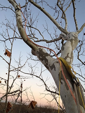 Lightning damage- tree lighting protection system-Sunlight