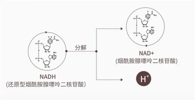 NADH简介_南京诺云生物科技有限公司