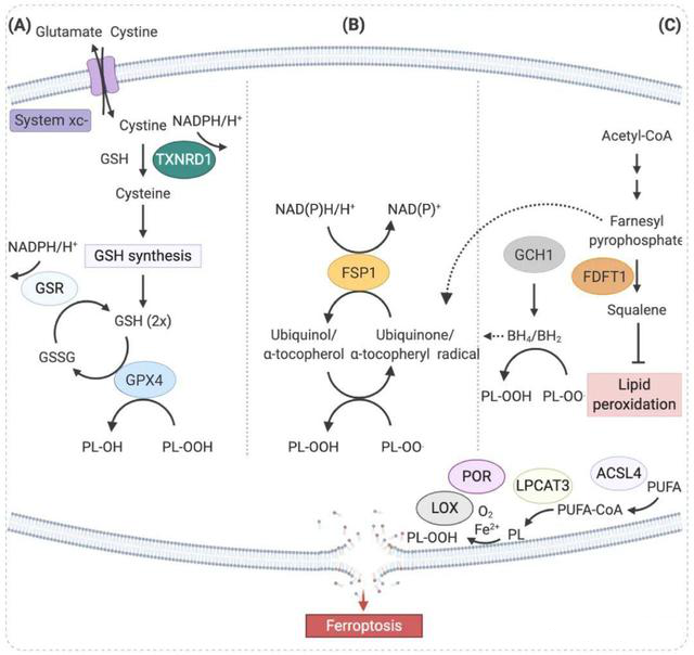 铁死亡检测-活性氧 (ROS) 检测-研载生物科技（上海）有限公司