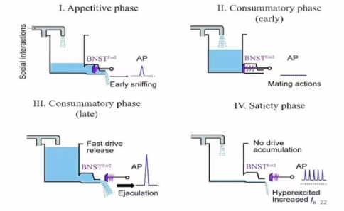 【Science文章】北京脑中心李莹实验室揭示了性体验如何引起大脑内部状态的变化-因斯蔻浦(上海)生物科技有限公司