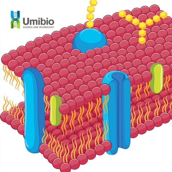 外泌体红色荧光标记染料(PKH26)-上海宇玫博生物科技有限公司
