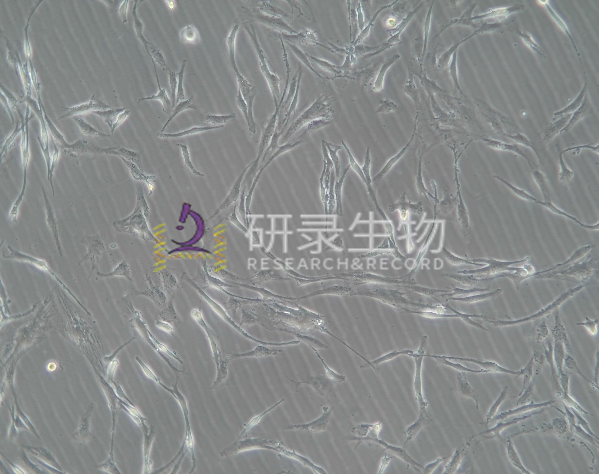 人肺泡II型上皮细胞_上海研录生物医药有限公司