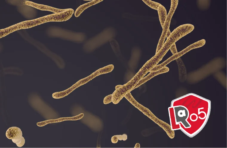 Lacticaseibacillus Paracasei LC86